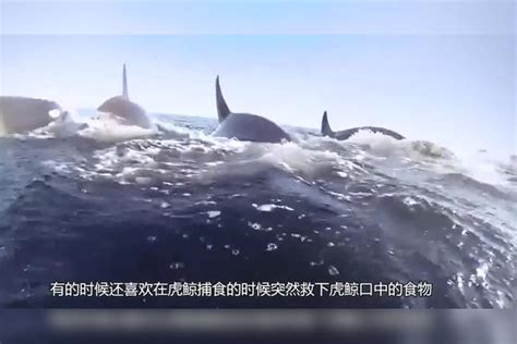虎鲸是海洋中“小霸主”为什么座头鲸喜欢和虎鲸过不去看完明白了霸主海洋