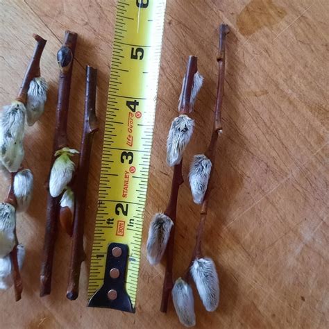 Spider Plant Babies House Plant Purifies Air 3 Babies 3 Plants Etsy