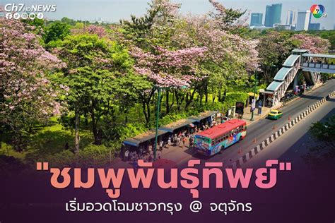 ข่าวอวดโฉมแล้ว “ชมพูพันธุ์ทิพย์” สวนจตุจักร สีสันชมพูหวาน สร้างชีวิตชีวา ให้ชาวกรุงได้สัมผัสความ