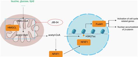 李新钢教授团队发文揭示脑胶质瘤代谢与表观遗传新型交叉调控机制 山东大学脑与类脑科学研究院