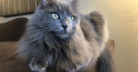 Feline Model Album On Imgur