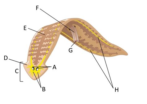 Subphylum Rhabditophora Planarian Dugesia Spp Labeling Biol 1030 Hawthorne Exam 3 Diagram