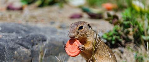 Gomobile To Adapt Centrifugo Go Websocket Client For Ios And Android App Development By