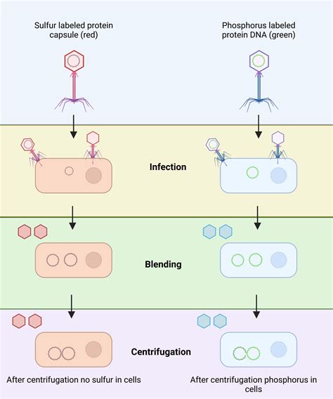 5 Capping And Polyadenylation Definition Mechanism Biology Notes