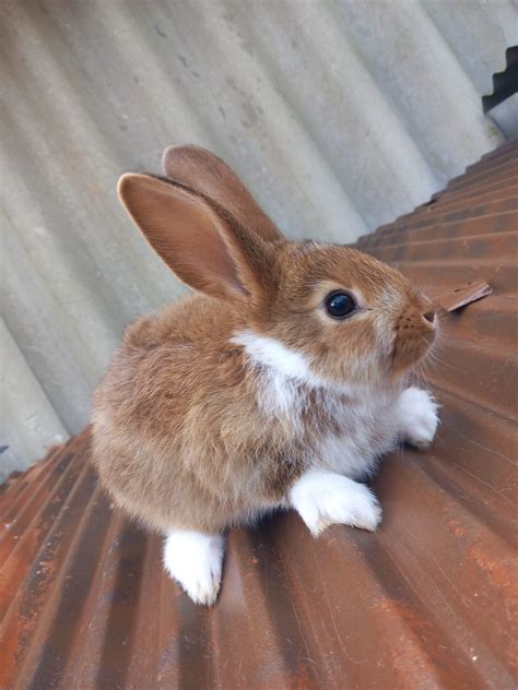 ს ა მ ე გ რ ე ლ ო Facebook