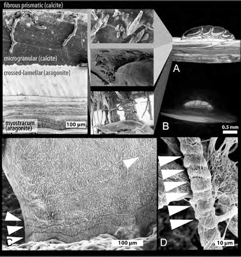 A Sem Image Of The Microstructure Layers In Acesta Excavata Fibrous Download Scientific Diagram