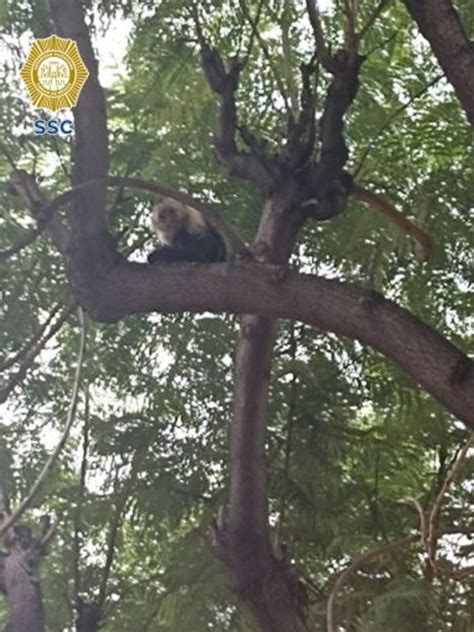 Las Imágenes Del Mono Capuchino Que Fue Rescatado En La Alcaldía