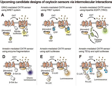 Current And Future Techniques For Detecting Oxytocin Focusing On