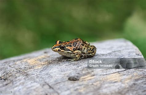 Katak Rumput Tutul Atau Katak Rawa Tutul Foto Stok Unduh Gambar
