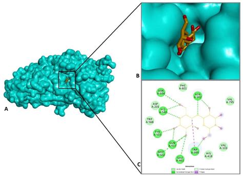 Lactase Enzyme Structure