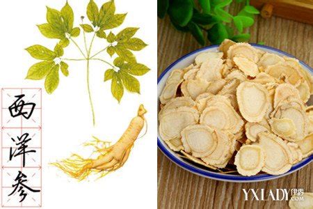 图西洋参的作用与功效 正确食用方法及禁忌 西洋参的作用与功效 伊秀健康网 yxlady