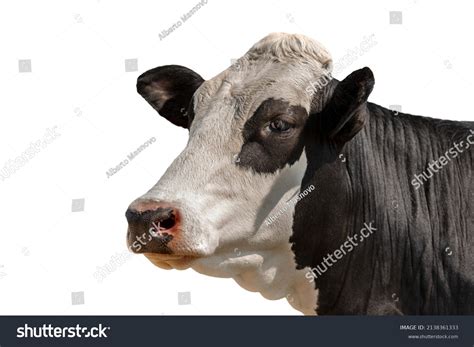 Holstein Cow Head