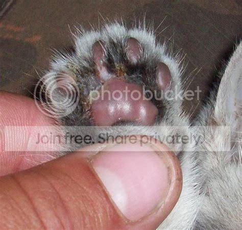 53 Top Images Cat Paw Pad Infection Treatment Diy Paw Balm For Rough