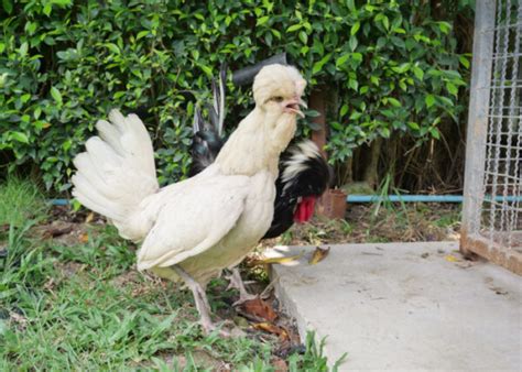 Houdan Chicken Breed Everything You Need To Know The Happy Chicken Coop