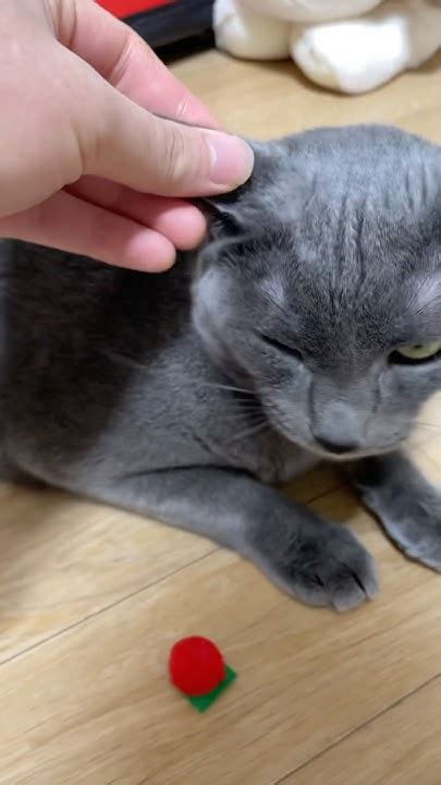 러시안블루 고양이의 귀를 잡아보자 야옹이 고양이 러시안블루 Cat 고양이일상 Youtube