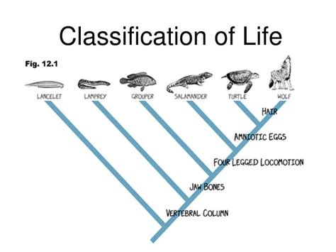 Ppt Classification Of Life Powerpoint Presentation Free Download Id 5549134