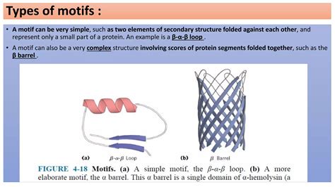 Levels Of Protein Structure Domains Motifs And Folds In Protein