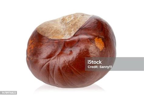 흰색 배경에 격리 된 밤 하나 파일에 클리핑 경로가 포함되어 있습니다 0명에 대한 스톡 사진 및 기타 이미지 0명 가시 가을 Istock