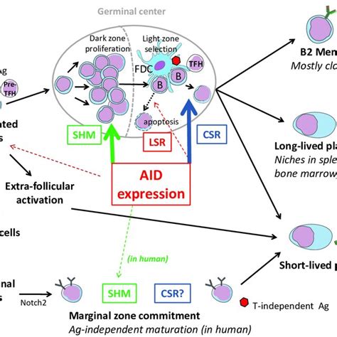 Pdf Control Of B Cell Fate After Aid Induced Remodeling Of Immunoglobulin Genes