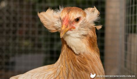 Araucana Chickens