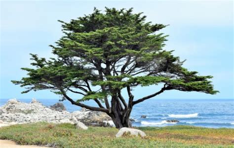 35 Types Of Evergreen Trees Earth S Spectacular Gems