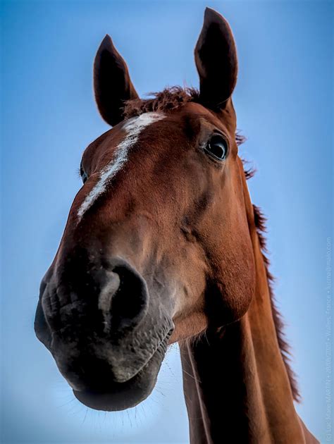 10000 Free Horse Profile And Horse Images Pixabay