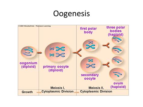 Haploid Or Diploid First Polar Body