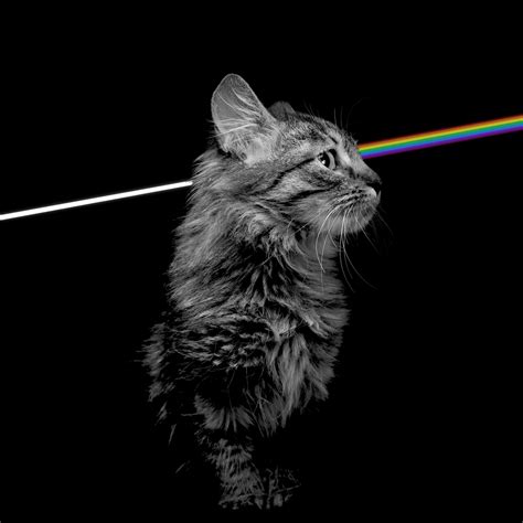 The Dark Side Of The Meow Meow Rpinkfloyd