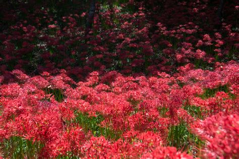 Flower Detection Object Detection Dataset By Iris