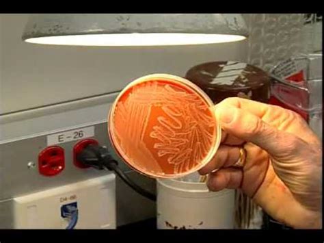 A Tour Of The Microbiology Lab Section One YouTube