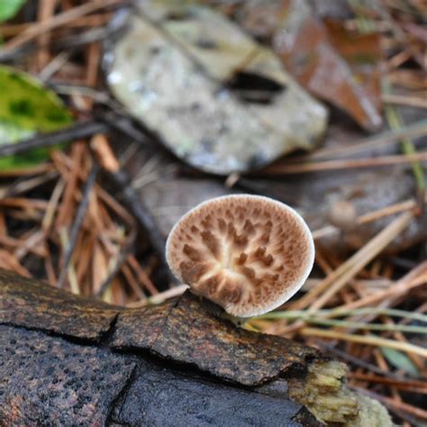 털구멍장이버섯