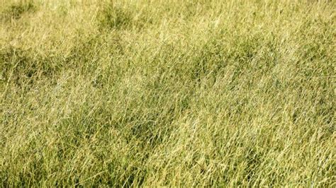 Prairie Grass Texture