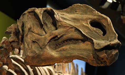 Fossils Of The Coastal Plain — Earthhome