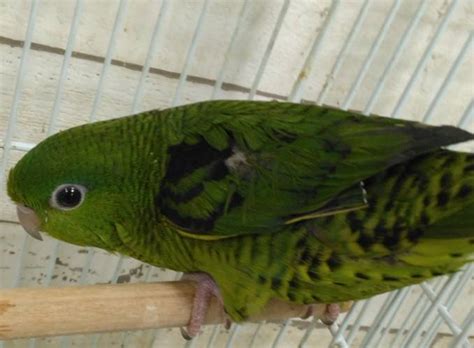 サザナミインコ ダークグリーン ペットレーダー