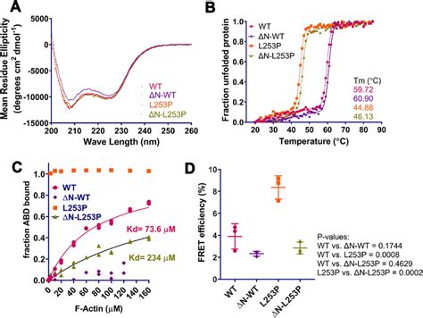 Structural And Functional Characterization Of N Terminally Truncated