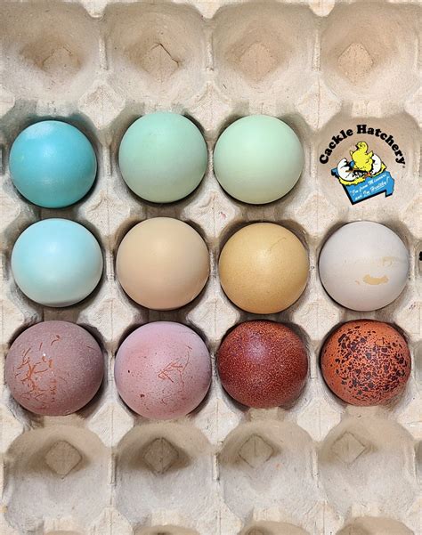 Olive Egger Eggs Sunflower Olive Egger — Dragonfly Farm