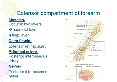 Good Morning Extensor Compartment Of Forearm Dr Qudsia