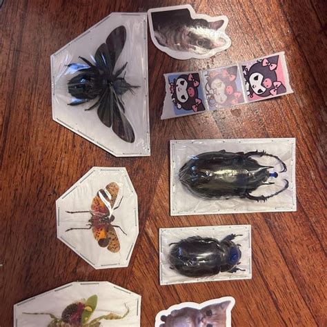 Assorted Bugs Insects Specimen Wholesale Mix Lot Bulk Etsy Uk