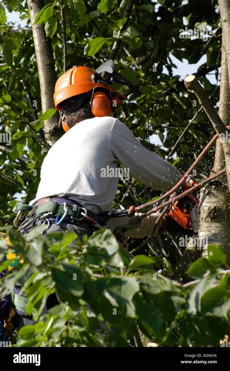 TREE TRIMMER Stock Photo Alamy