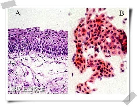 化生图册 360百科