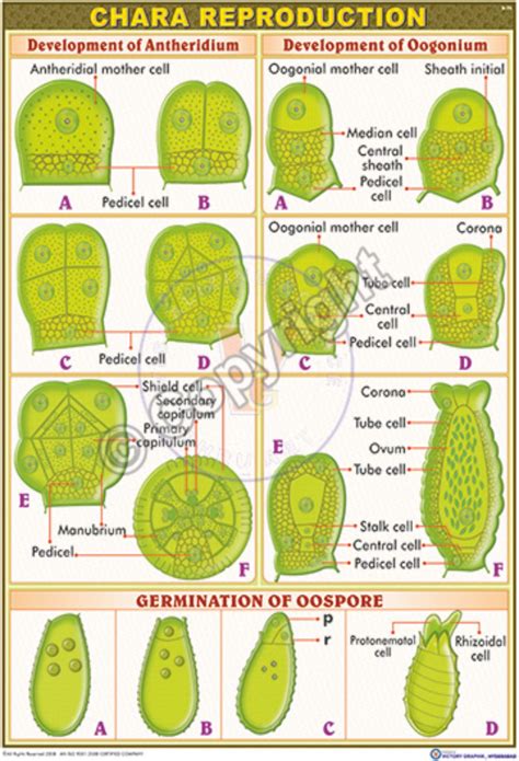 Victory Graphik B 74 Chara Reproduction