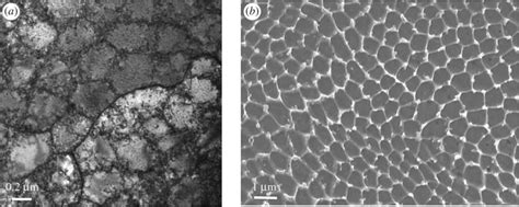 A Bright Field Tem Image Showing The Dislocation Cells And B Sem