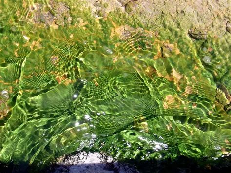 Autotrophs Definition Types Examples And Vs Heterotrophs