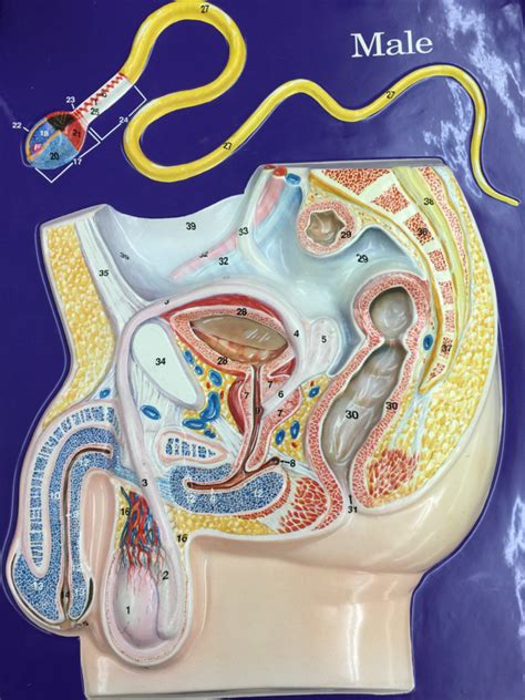 Male Reproductive 3 Diagram Quizlet
