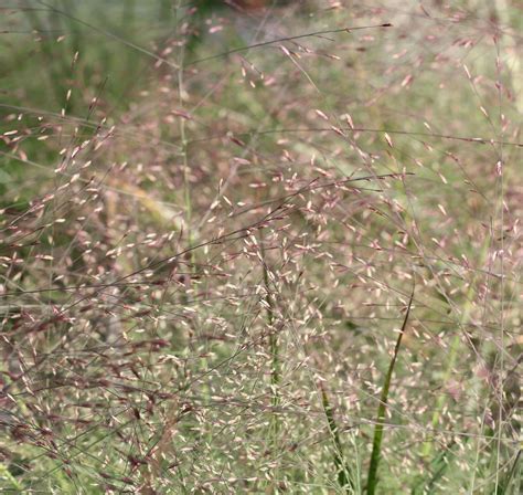 Grasses For Hot Dry Sites