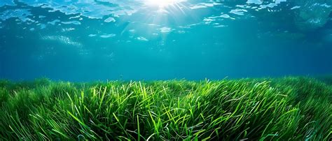 Premium Photo Posidonia Oceanica Seagrass In Mediterranean Sea Vital Marine Ecosystem With