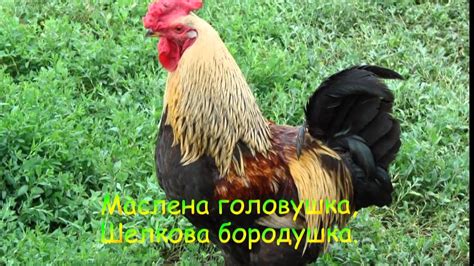 ПЕТУШОК Youtube