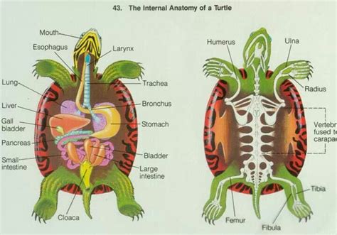 Turtle Anatomy Turtle Habitat Animal Medicine Pet Turtle