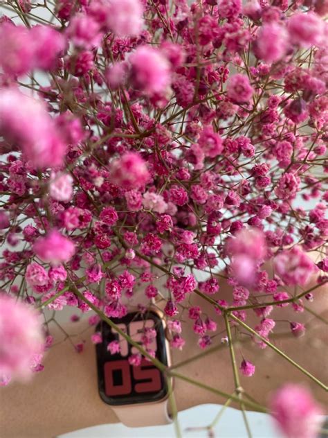 Гипсофила в 2025 г Розовые фоны Цветочные фоны Выставка цветов в челси