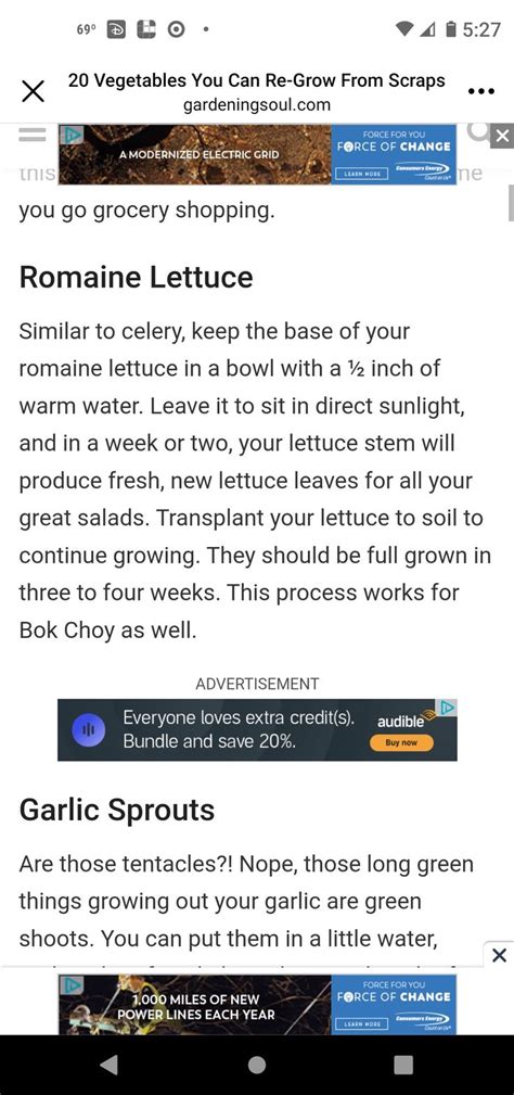 Pin By Aimee Johnson On Propagation Warm Water Lettuce Leaves Energy Pin By Aimee Johnson On Propagation Warm Water Lettuce Leaves Energy